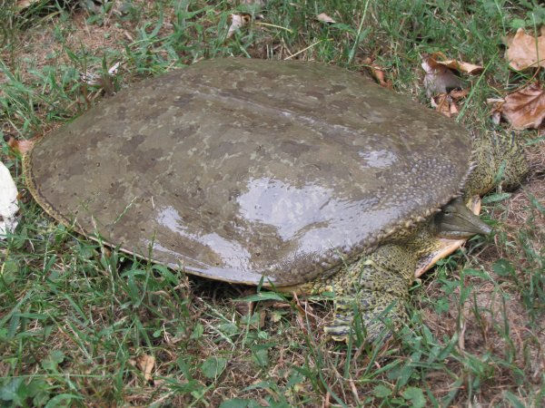 Eastern Spiny Softshell