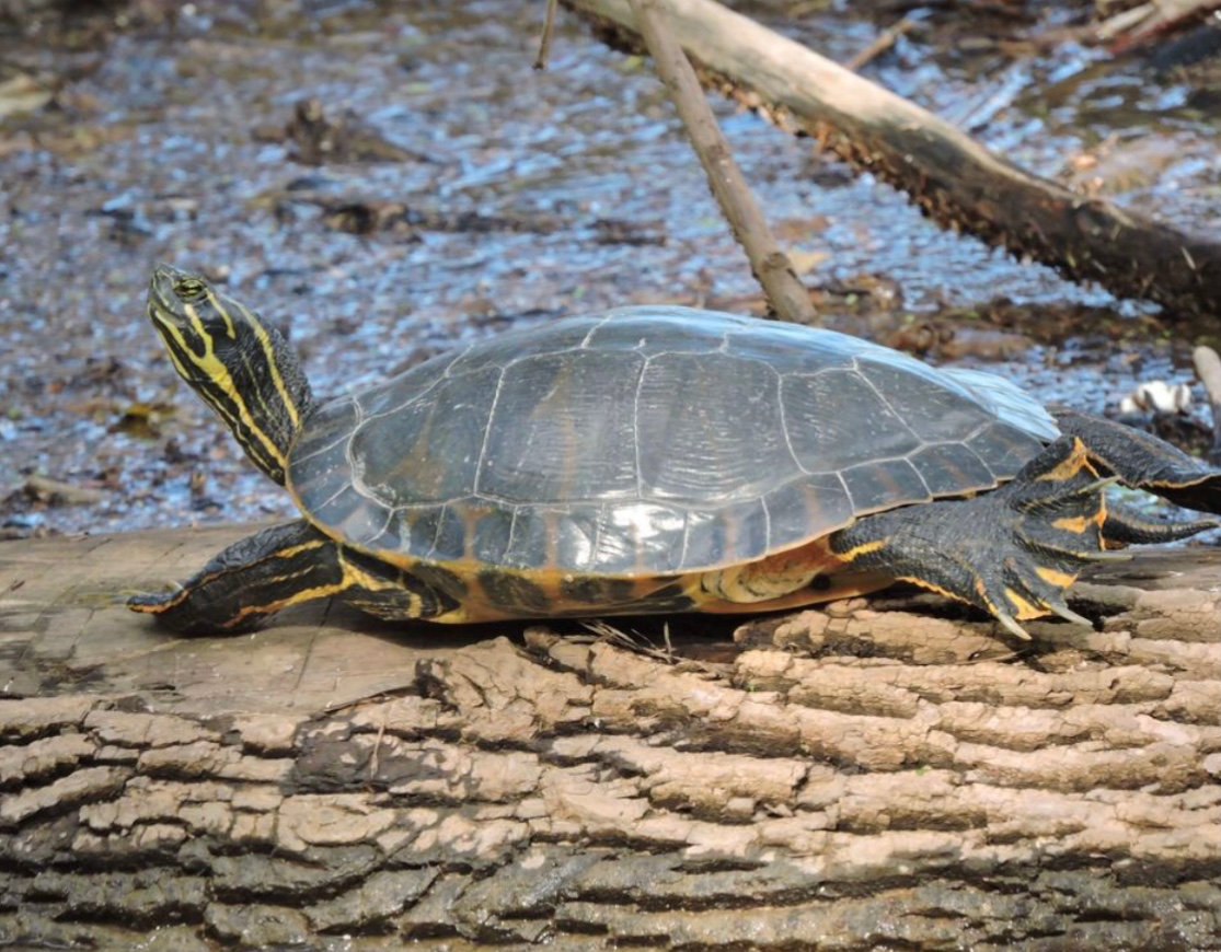 Hieroglyphic River Cooter