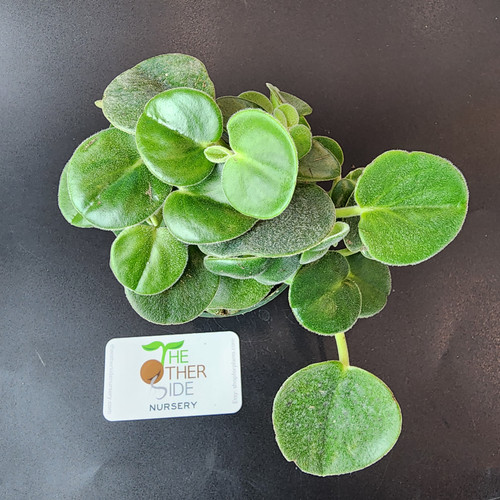 Peperomia incana [4"] | theothersidenursery