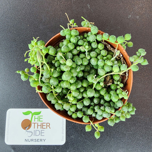 Curio rowleyanus (String of Pearls) [4"] | theothersidenursery