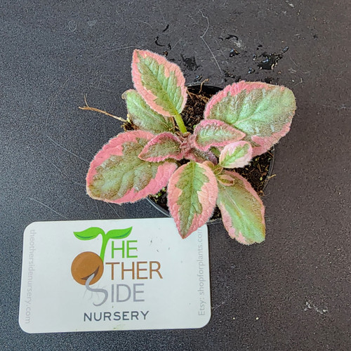 Episcia cupreata 'Cleopatra' [2.5"] | theothersidenursery