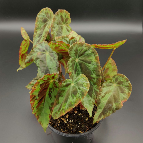 Begonia burkillii {Rhizomatous} [4"] | theothersidenursery