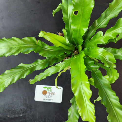 Asplenium antiquum 'Victoria' (Bird's Nest Fern) [4"] | theothersidenursery
