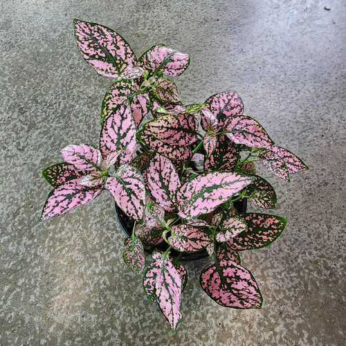 Hypoestes phyllostachya {Pink} (Polkadot Plant) [4"] | theothersidenursery