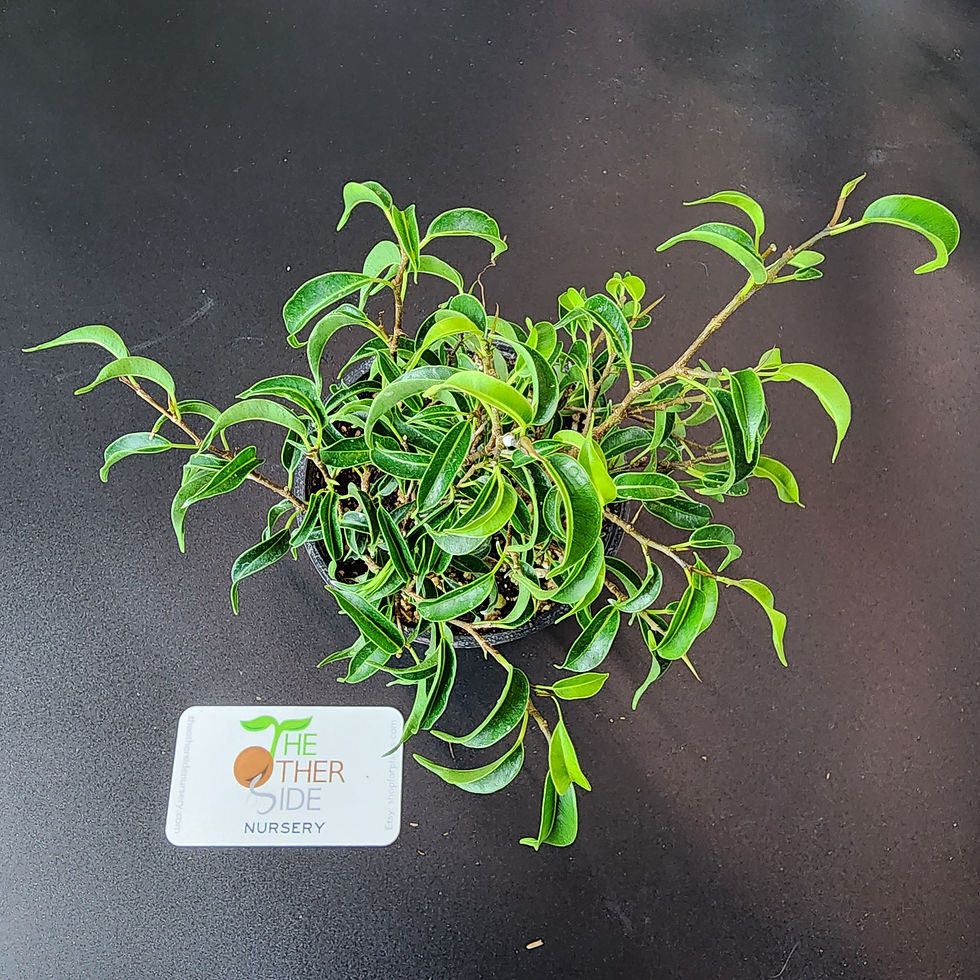 Ficus benjamina 'Mini Lucie' [4"] | theothersidenursery