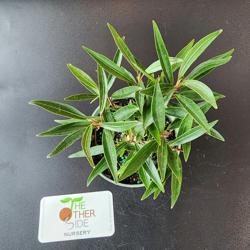 Ficus salicifolia [4"] | theothersidenursery