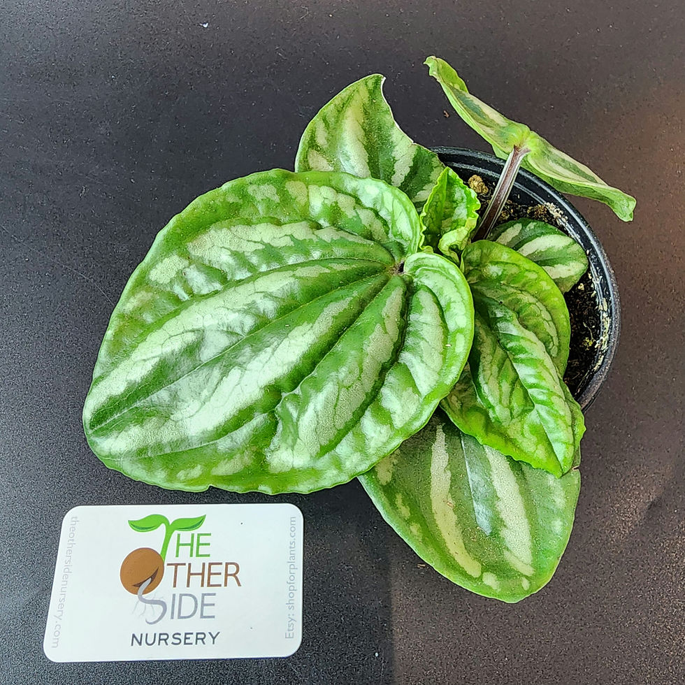 Peperomia x 'Ecuador' [4"] | theothersidenursery