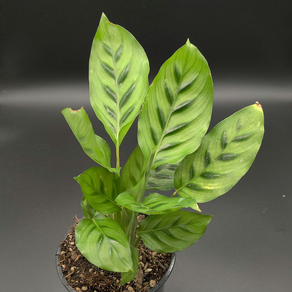 Calathea leopardina (Prayer Plant) [4"] | theothersidenursery