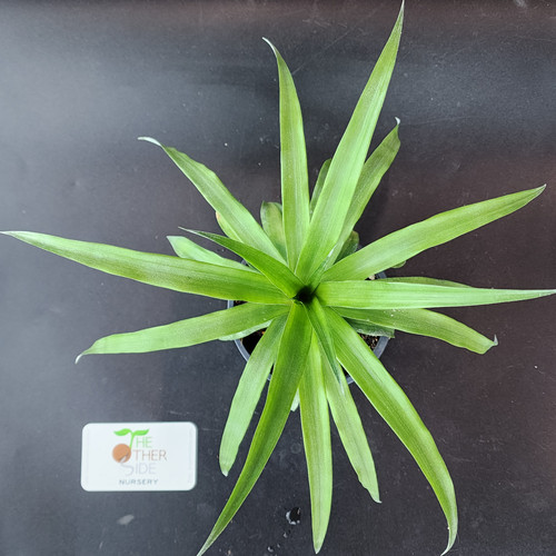 Ananas nanus ‘Sol’ (Mini Pineapple) [4"] | theothersidenursery