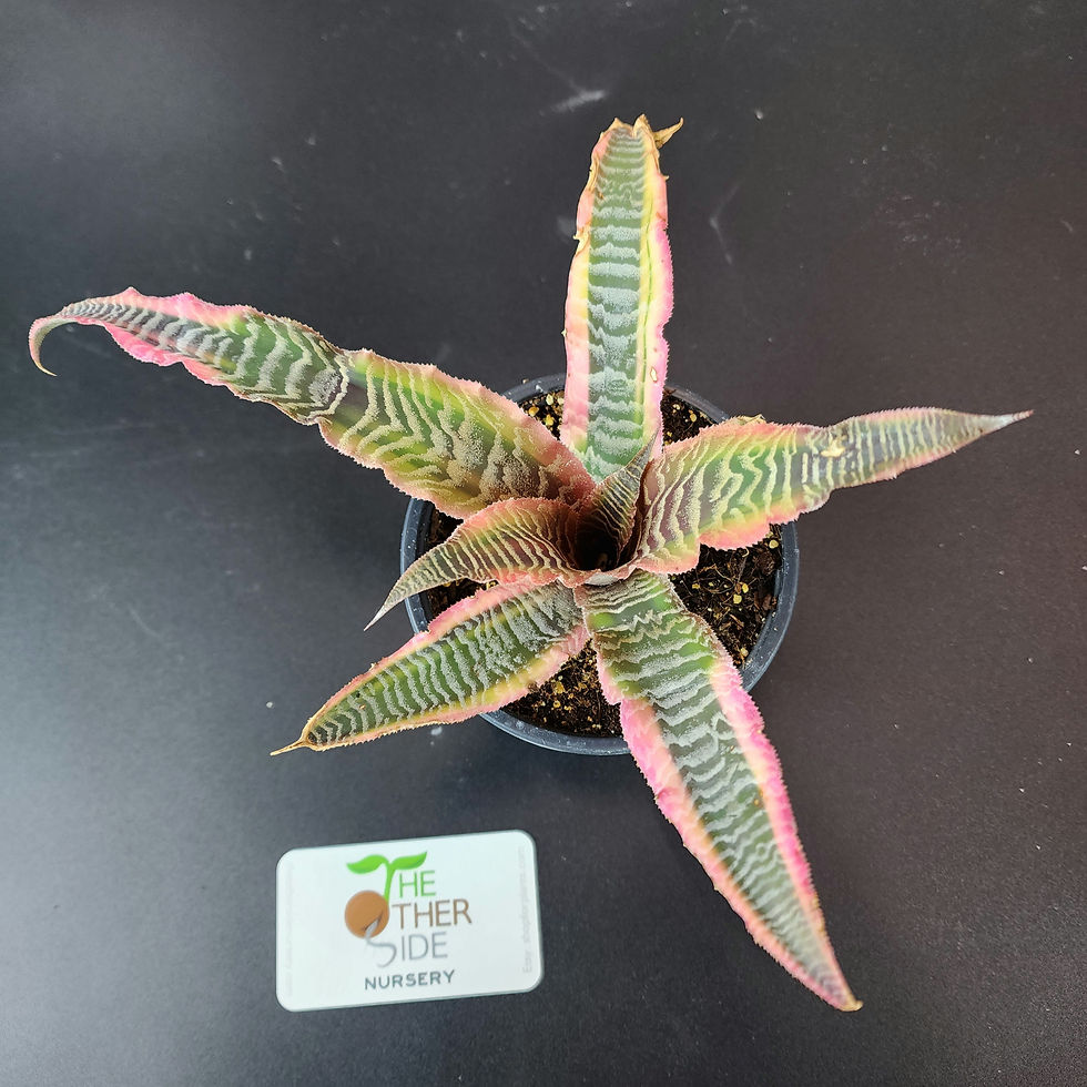 Cryptanthus fosterianus 'Elaine' [4"] | theothersidenursery