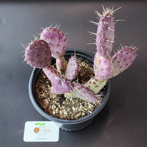 Opuntia x basilaris 'Baby Rita' [4"] | theothersidenursery