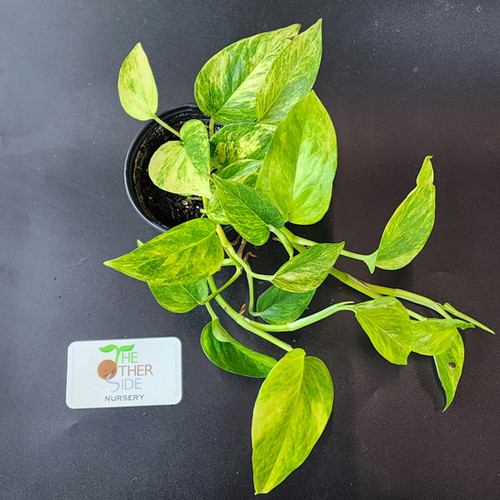 Epipremnum aureum 'Sunshine Goddess' (Pothos) [4"] | theothersidenursery