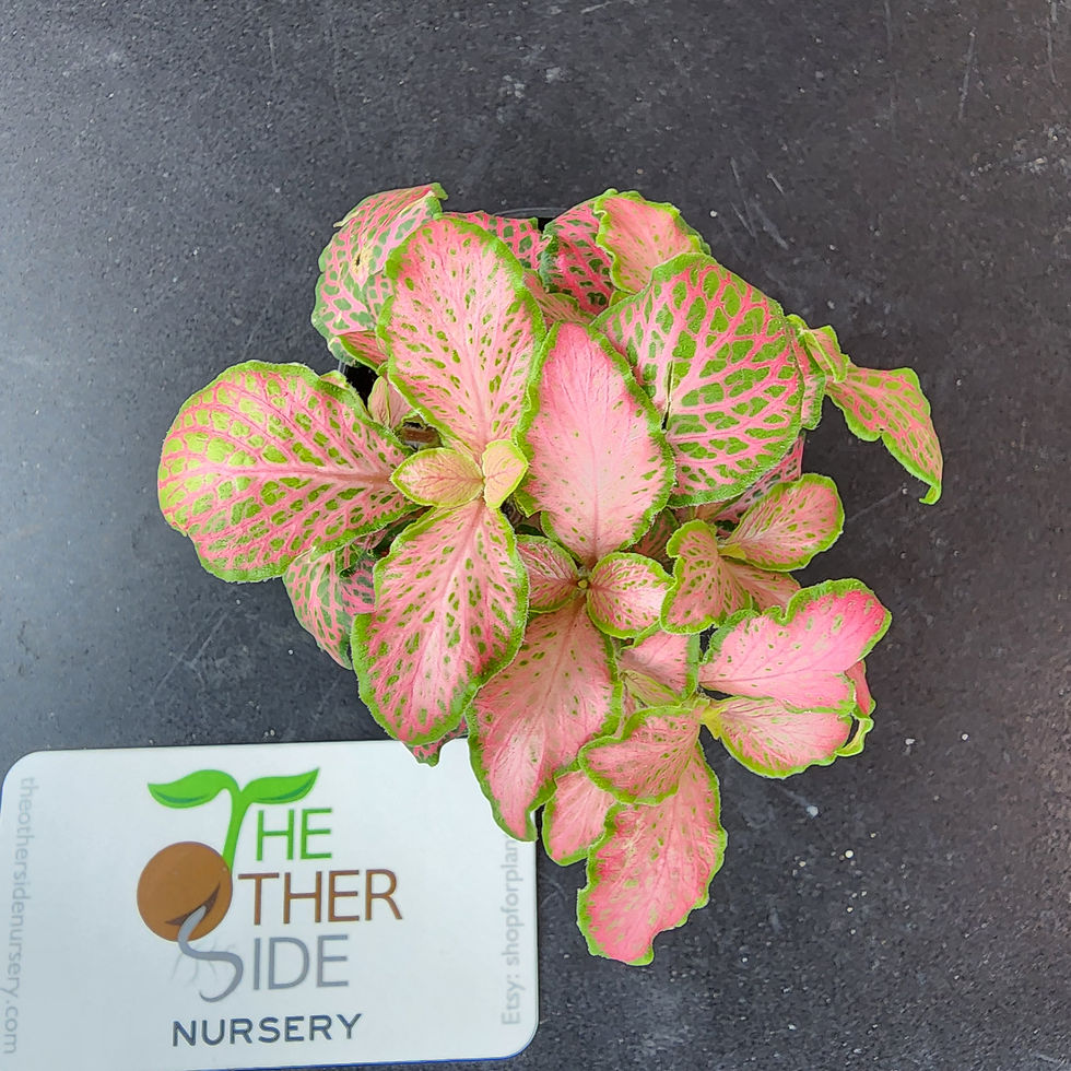 Fittonia albivenis 'Zalm Ruby Lime' [2.5"] | theothersidenursery