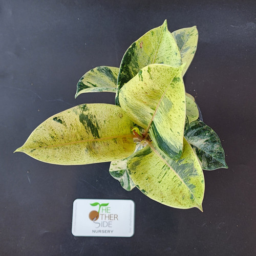 Ficus elastica 'Shivereana'/ 'Moonshine' [4"] | theothersidenursery