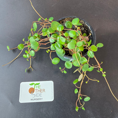 Peperomia x 'Ruby Cascade' [4"] | theothersidenursery