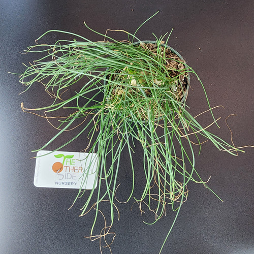 Albuca sp. 'Augrabies Hills' [4"] | theothersidenursery