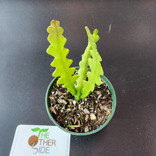 Disocactus anguliger (Fishbone Cactus) [4"] | theothersidenursery