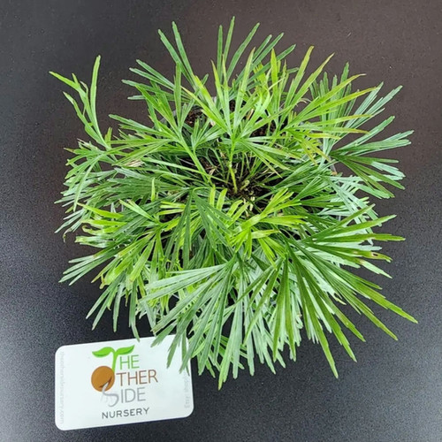 Actiniopteris australis (Eyelash Fern) [4"] | theothersidenursery
