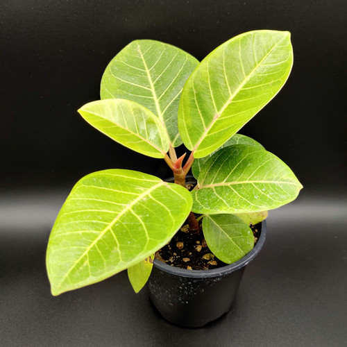 Ficus altissima 'Yellow Gem' [4"] | theothersidenursery