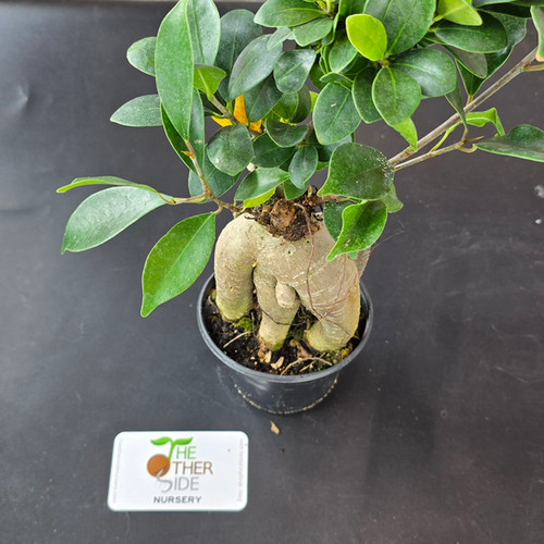 Ficus microcarpa (possibly F. retusa) [4"] | theothersidenursery