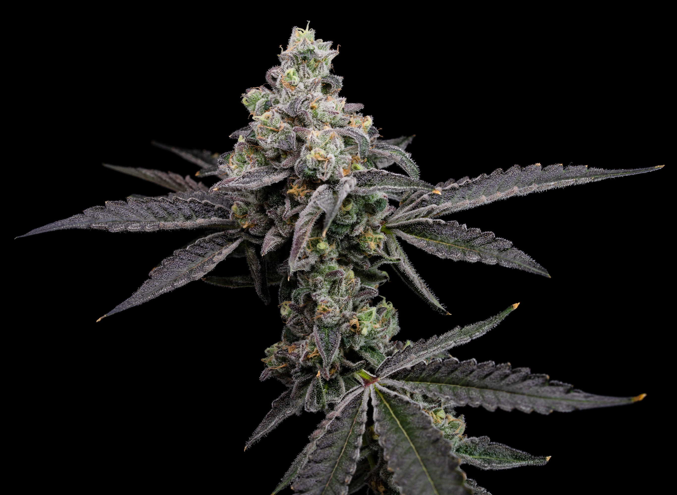 STRAIN SELECTION Sunshine STRAIN SELECTION Sunshine