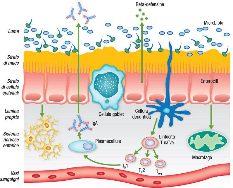 FUNZIONE DELLA BARRIERA INTESTINALE