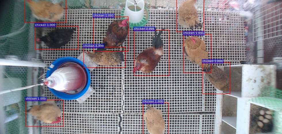 Chicken Detection and Tracking Using Machine Vision