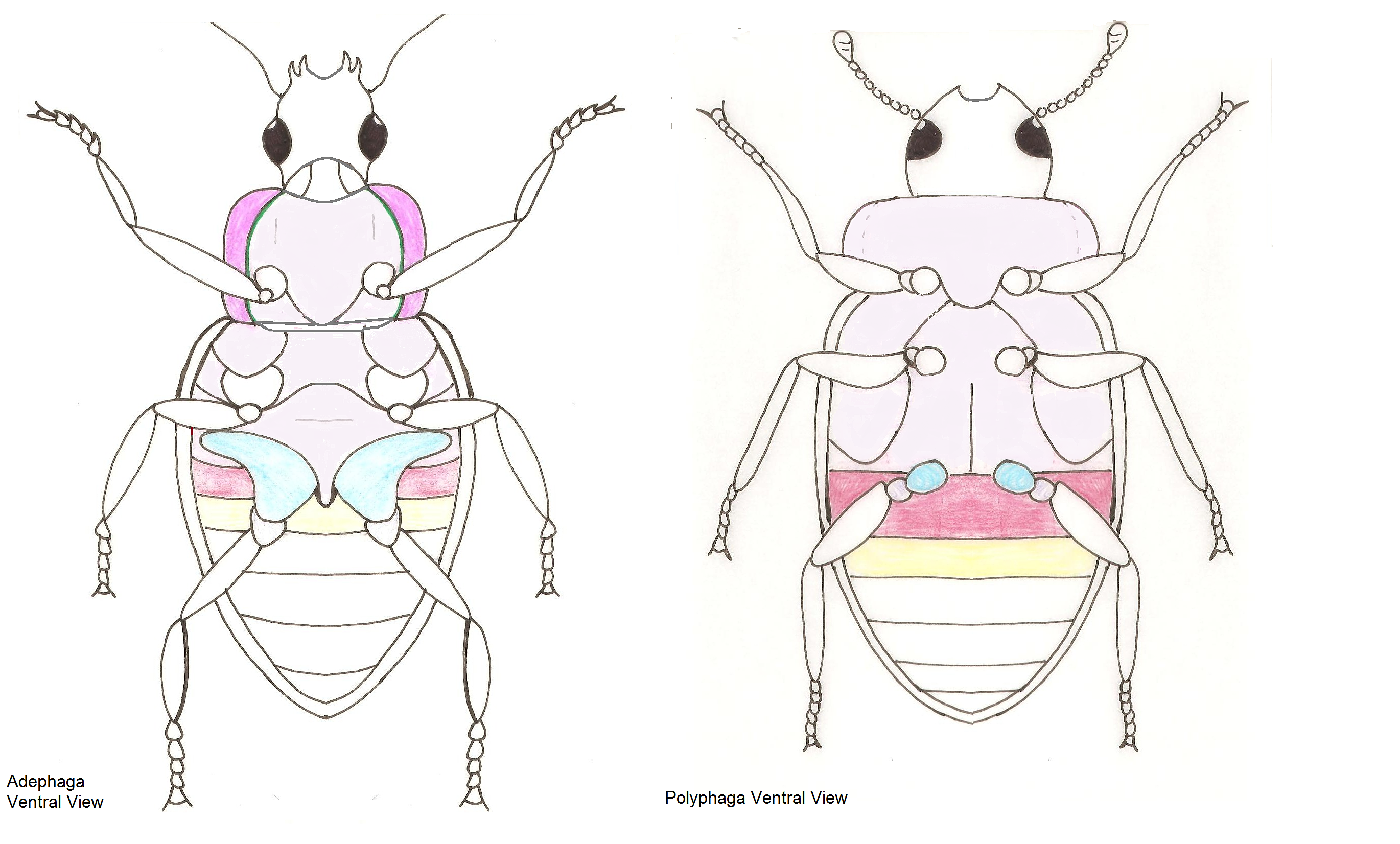 Polyphaga - JungleKey.fr Image