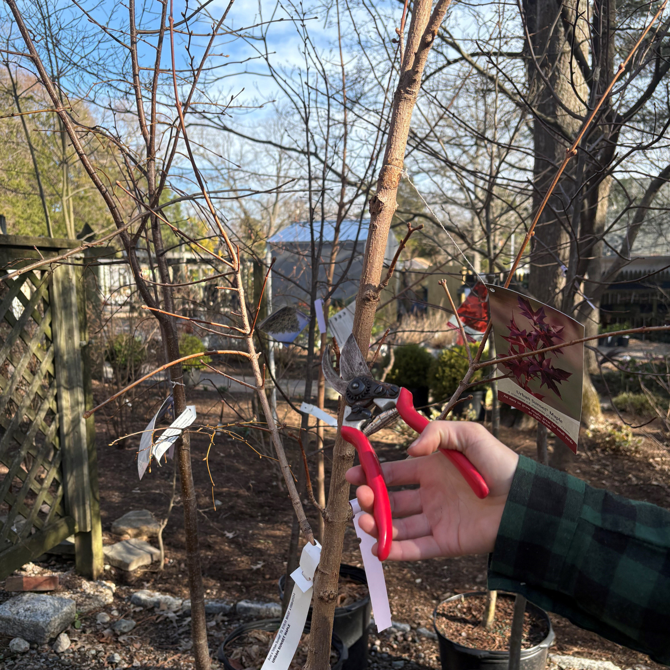 Structural Pruning of Young Trees | Sneed’s Nursery