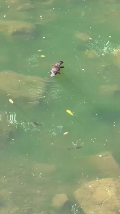 Mackay Whitsunday Buses