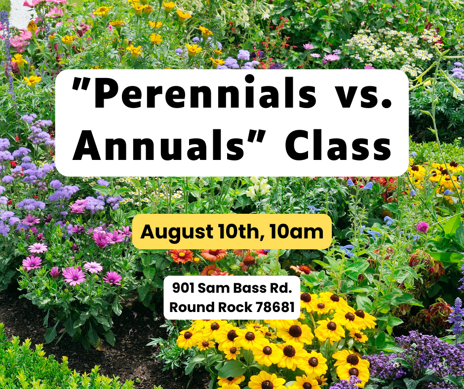 "Perennials vs Annuals" Class | Round Rock Gardens