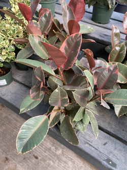 Weekly Newsletter | Round Rock Gardens