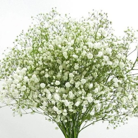 Gypsophila | mercado