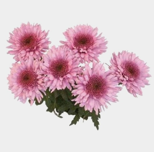 Pompon Lila | mercado