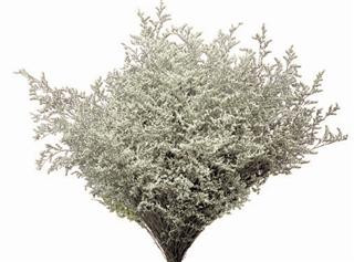 CASPIA x 10 | mercado