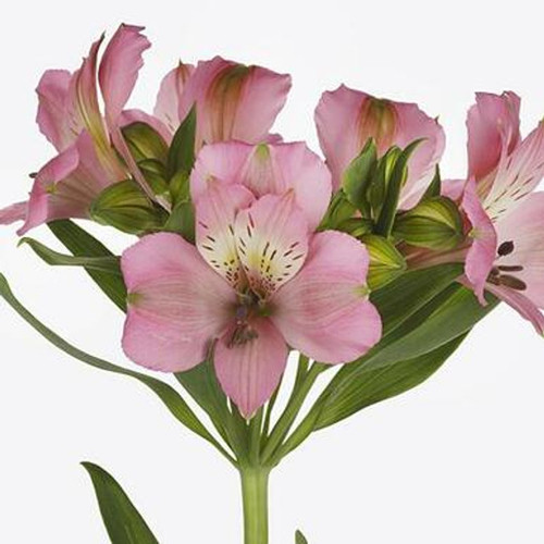 ASTROMELIA ROSADO | mercado