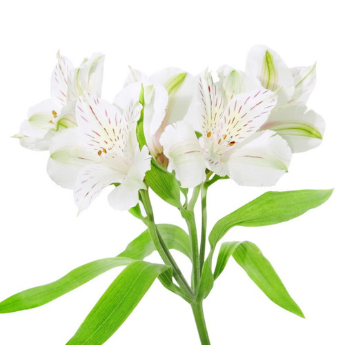 ASTROMELIA BLANCO | mercado