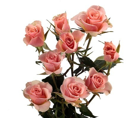 Rosa Mini Salmon | mercado