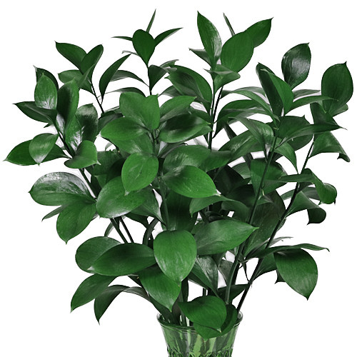 RUSCUS Premium | mercado