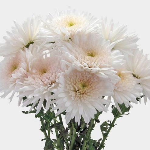 Pompon Blanco | mercado