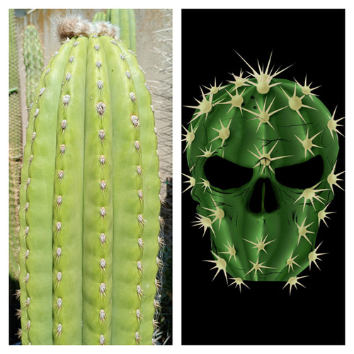 SASS X BONDI | My Site