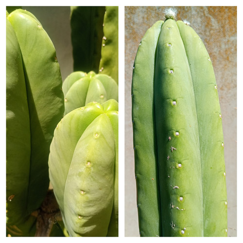 POSSUM X OGUN | My Site