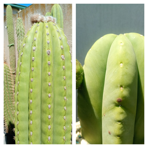 SASS X MASTER-B | My Site