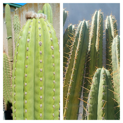 SASS X HAMILTONS | My Site