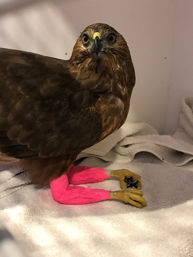 How to treat lead toxicity in birds