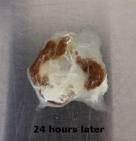 Initial Care of a Thrush Fledgling