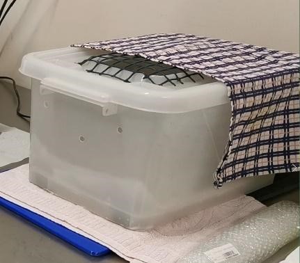 Initial Care of a Thrush Fledgling