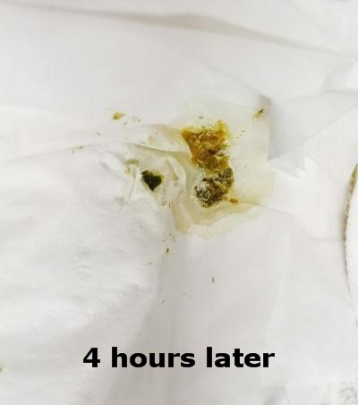 Initial Care of a Thrush Fledgling