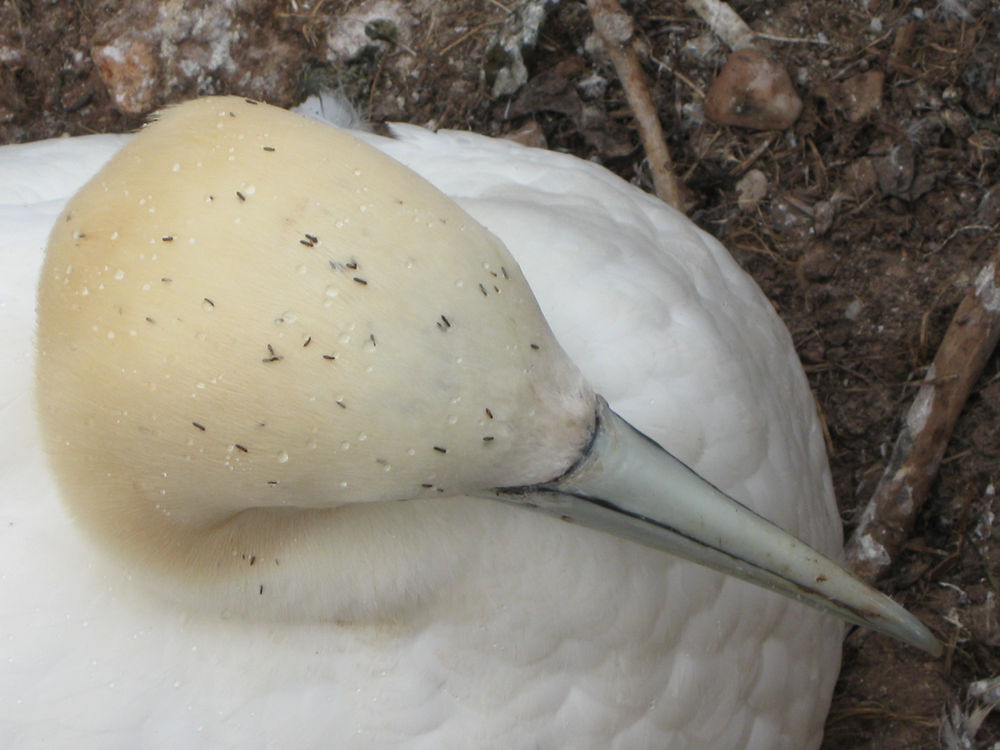 How significant are parasites of wild birds?