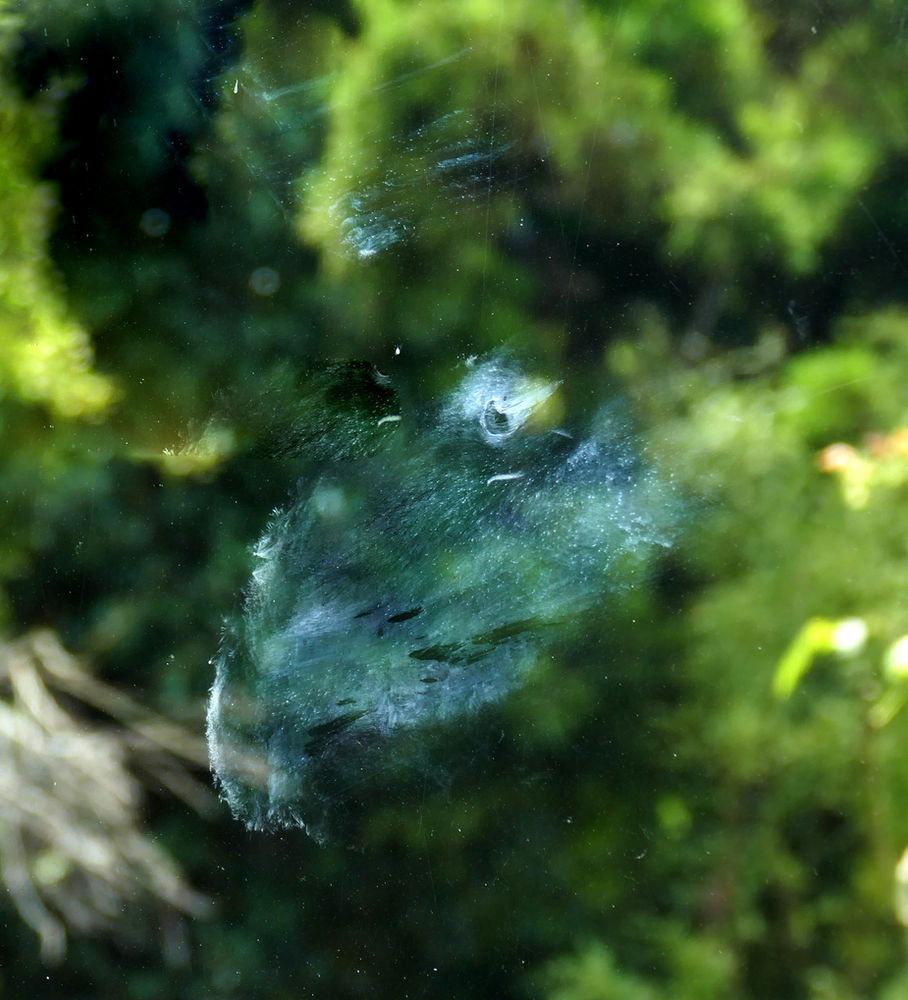 Types of Window Strike Injuries in Wild Birds